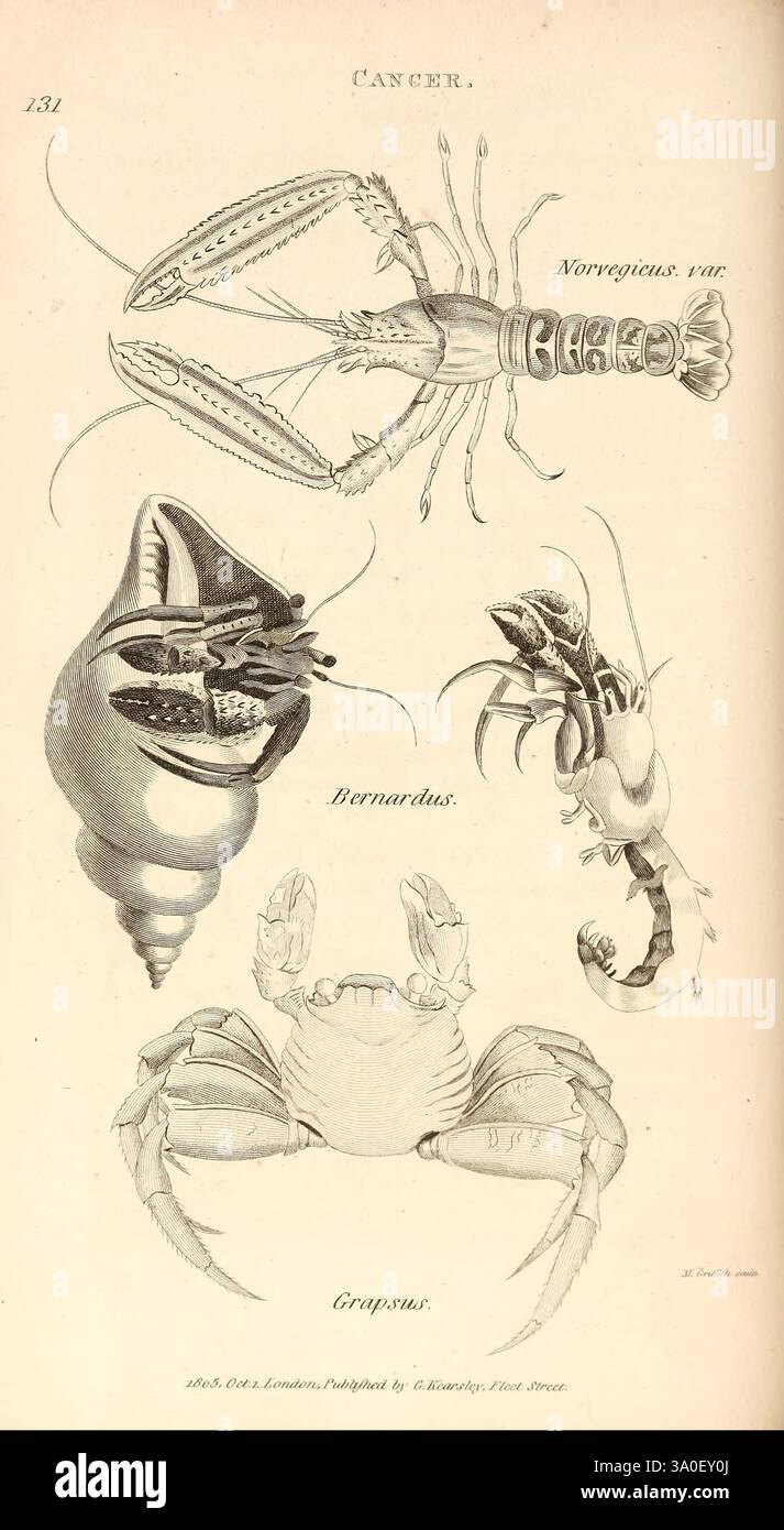 Hermit crabs can hi-res stock photography and images - Alamy