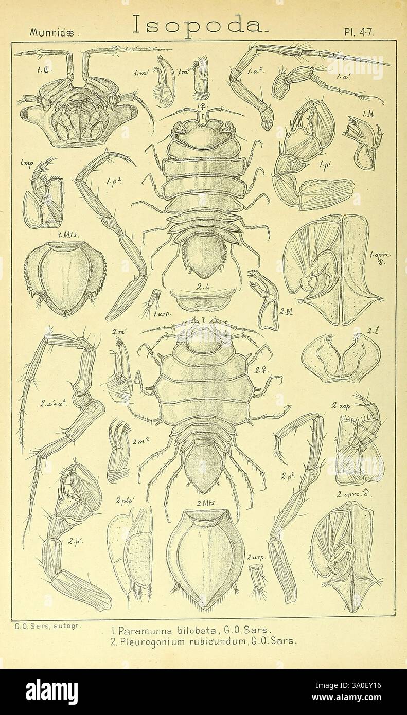 Detailed anatomical diagrams of isopods hi-res stock photography and ...