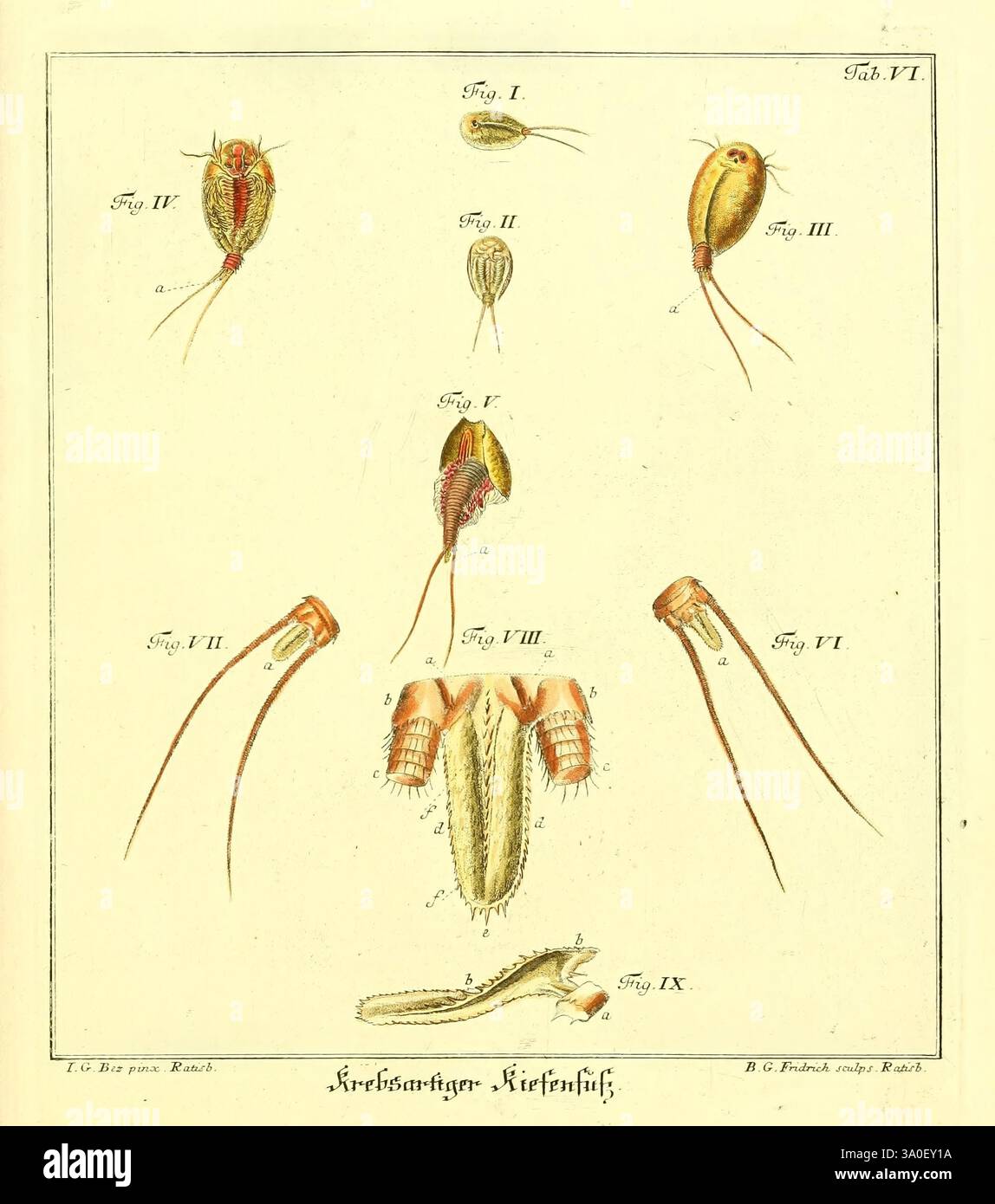Detailed scientific illustration displays various stages hi-res stock ...