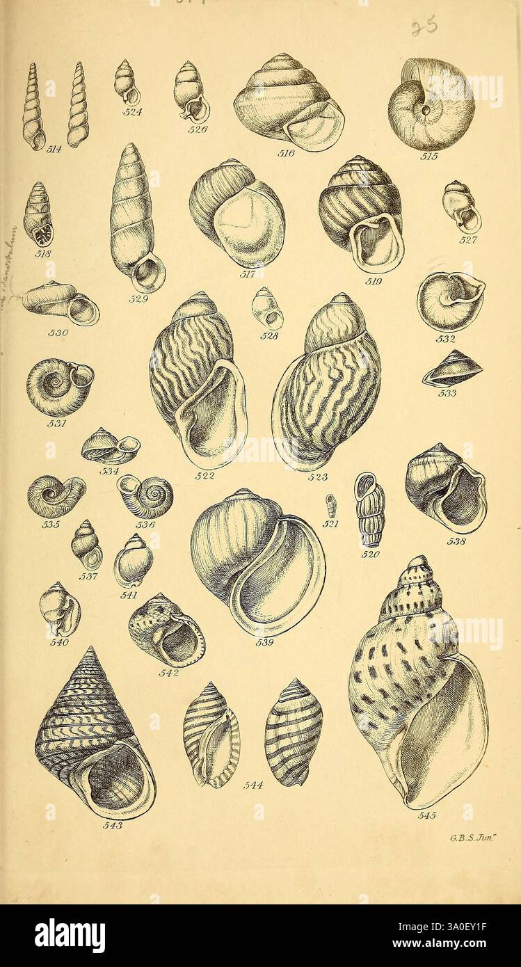 Diversity in shell morphology hi-res stock photography and images - Alamy