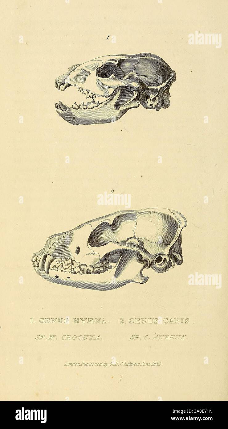 Anatomical representations of animal skulls hi-res stock photography ...