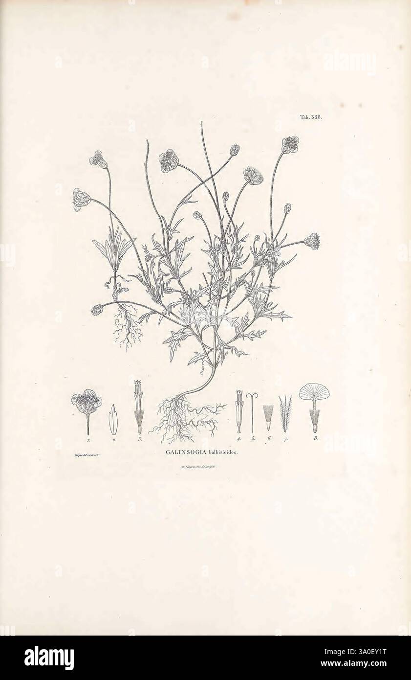 Nova Genera et Species Plantarum, Antverpiae, Ex Officina Christophori ...