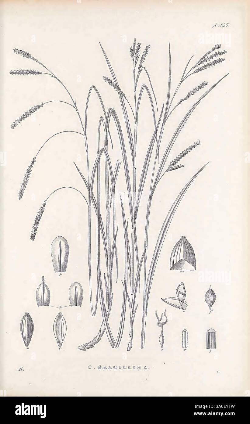 Illustrations, genus Carex, London, William Pamplin, 1858-1867, carex ...