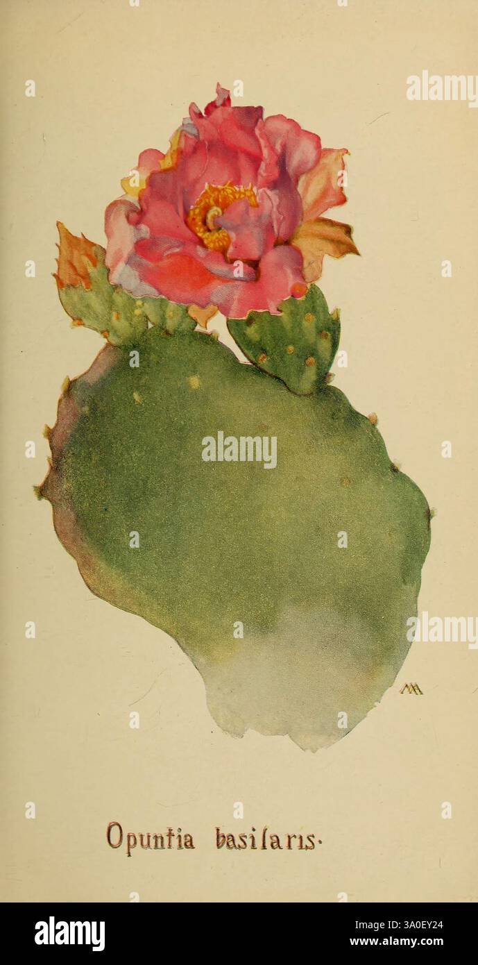 Form typical of cacti hi-res stock photography and images - Alamy