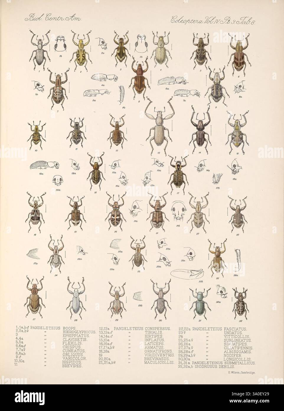 Image features numerous depictions of beetles hi-res stock photography ...