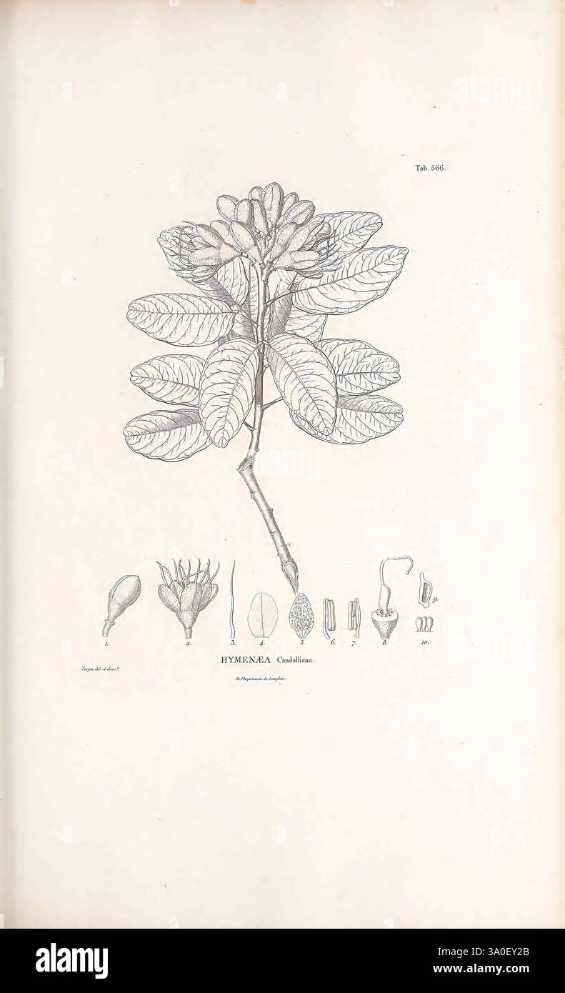 Hymenaea species hi-res stock photography and images - Alamy