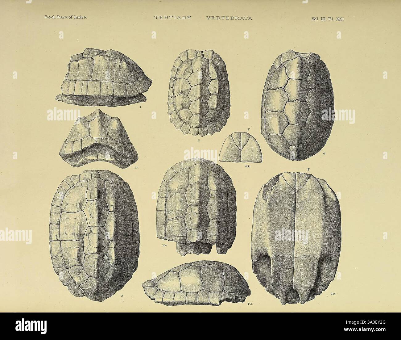 Various views of turtle carapaces hi-res stock photography and images ...