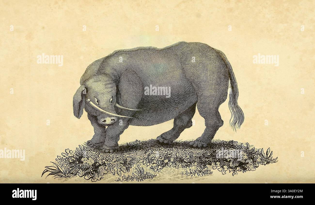 Creatures inquisitive behavior hi-res stock photography and images - Alamy