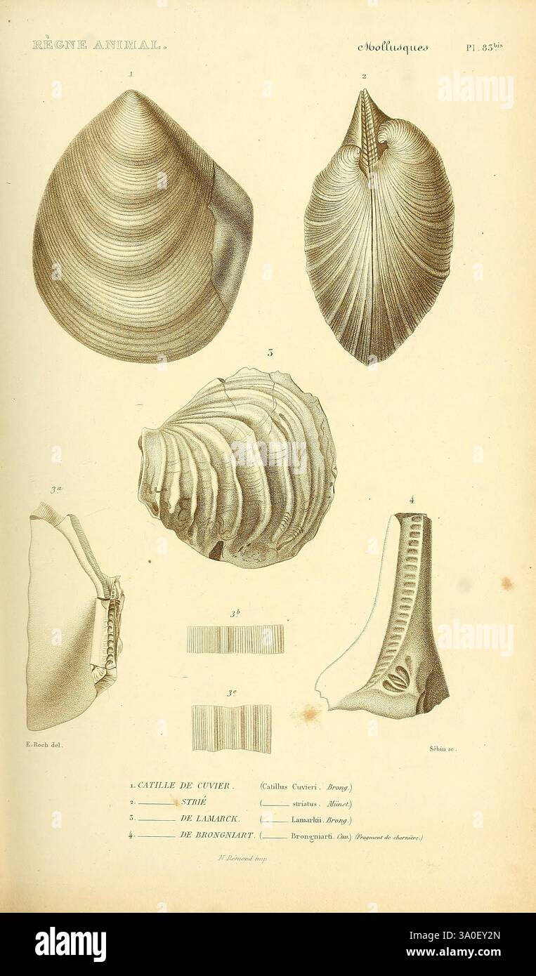 Diversity of bivalve morphology hi-res stock photography and images - Alamy