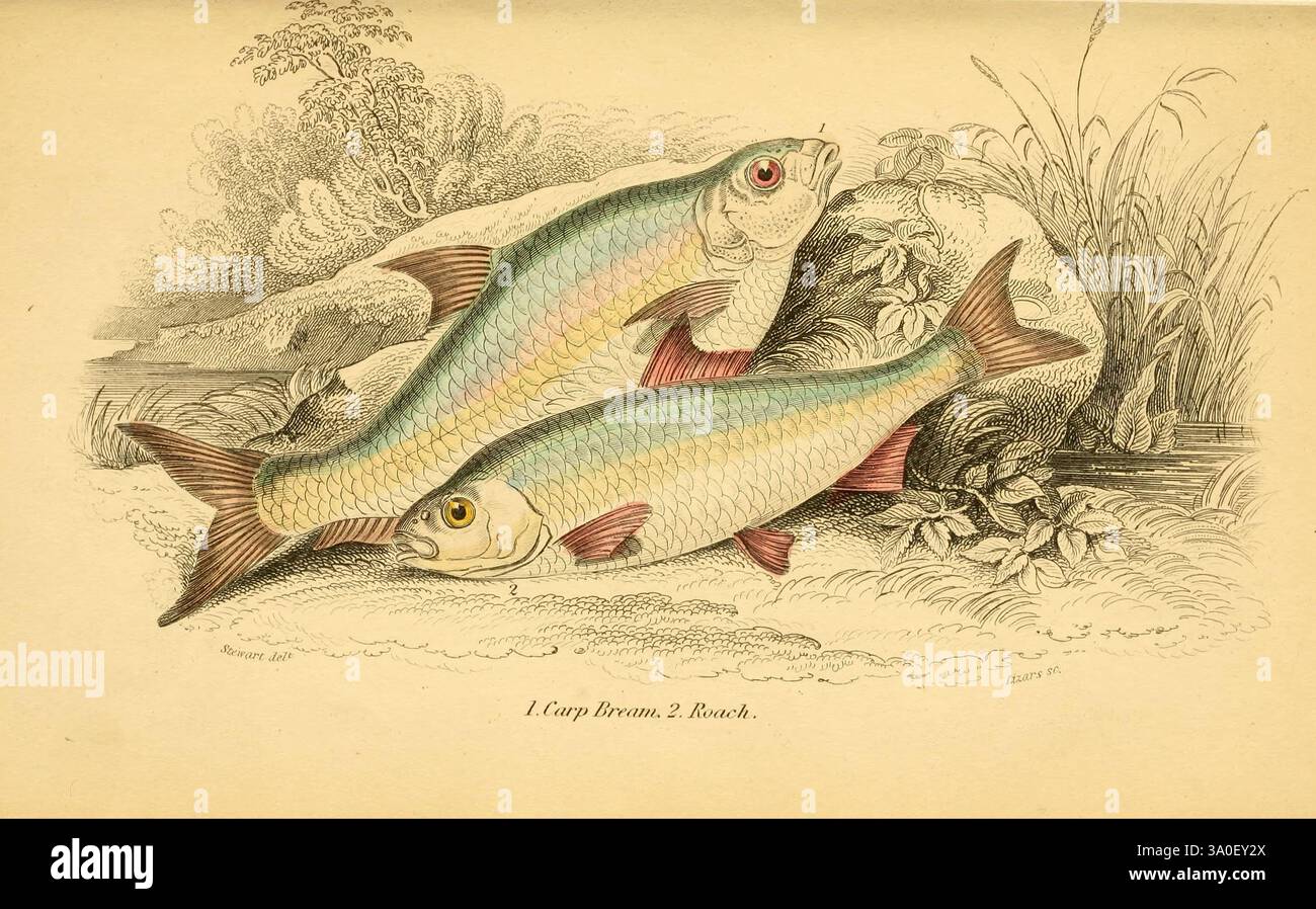 Two beautifully illustrated fish hi-res stock photography and images ...