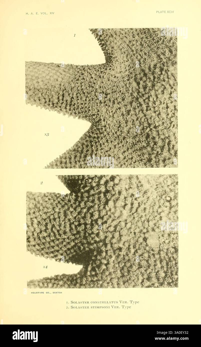 Detailed microscopic views of coral structures hi-res stock photography ...