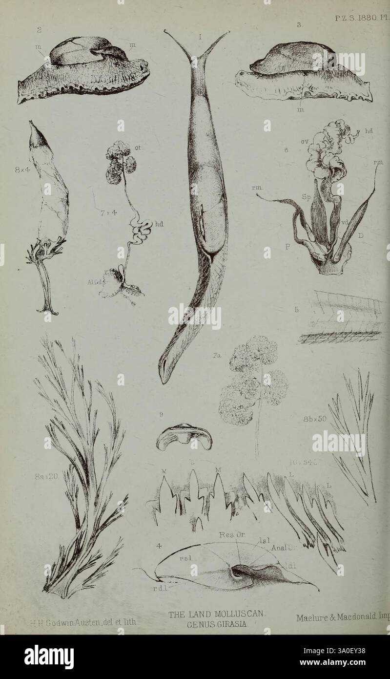 Anatomical drawing of soft body parts hi-res stock photography and ...