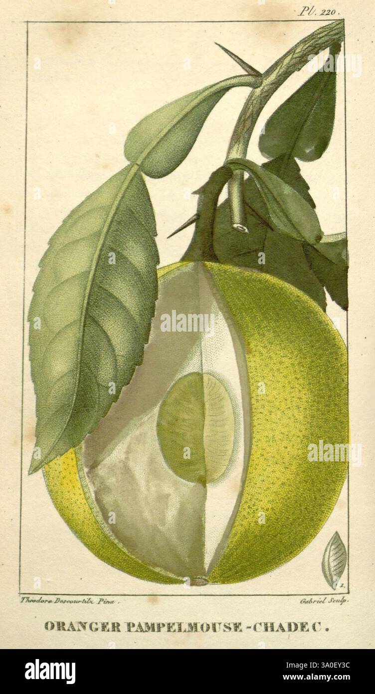 Flore médicale des Antilles, ou, Traité des plantes usuelles, Paris ...