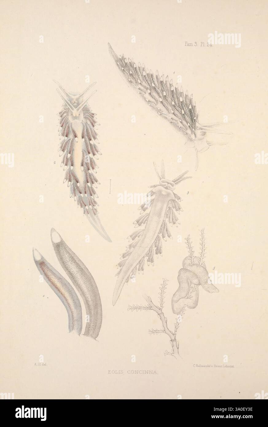 British sea slugs hi-res stock photography and images - Alamy