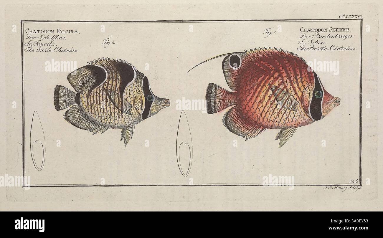 Cretaceous scopus hi-res stock photography and images - Alamy