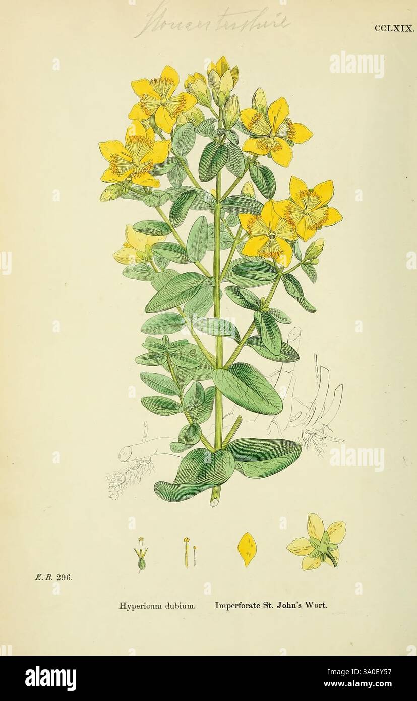 Botanical representation of hypericum dubium hi-res stock photography ...