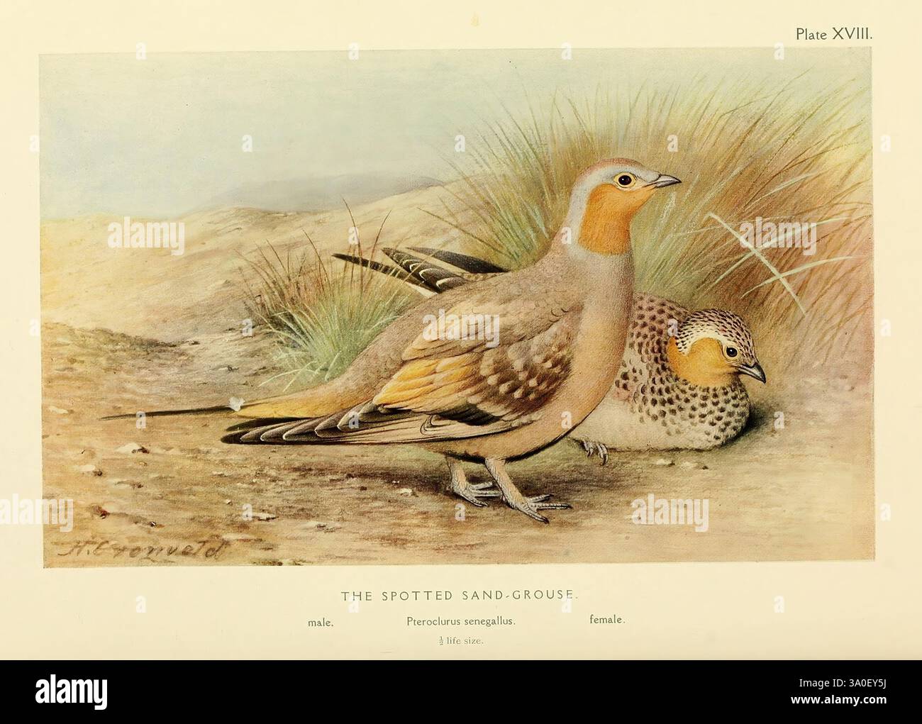 Detailed representation of two birds hi-res stock photography and ...