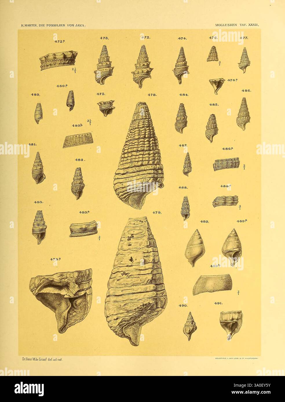 Array of intricately detailed shells hi-res stock photography and ...