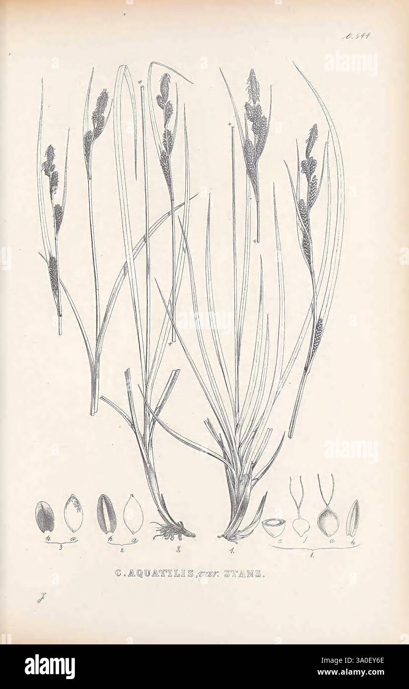 Illustrations, of, the, genus, Carex, London, William, Pamplin, 1858 ...