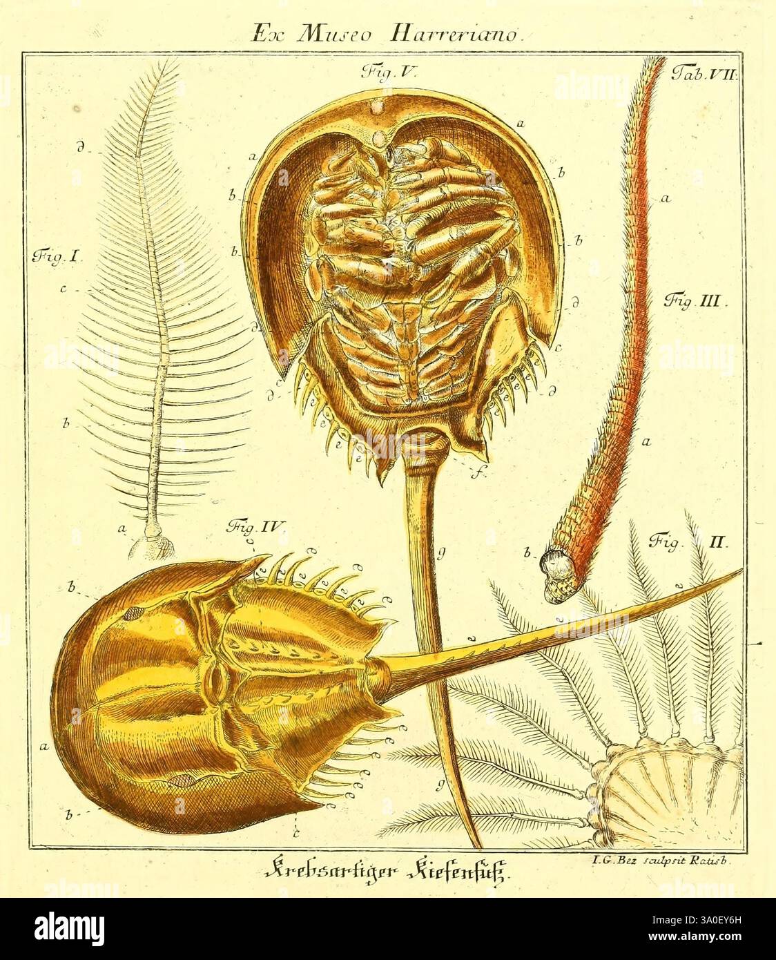 D. Jacob Christian Schäffer's Abhandlungen von Insecten, Regensburg ...