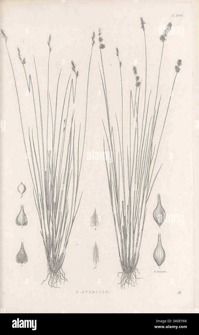 Illustrations of the genus Carex London William Pamplin 1858-1867 Carex ...