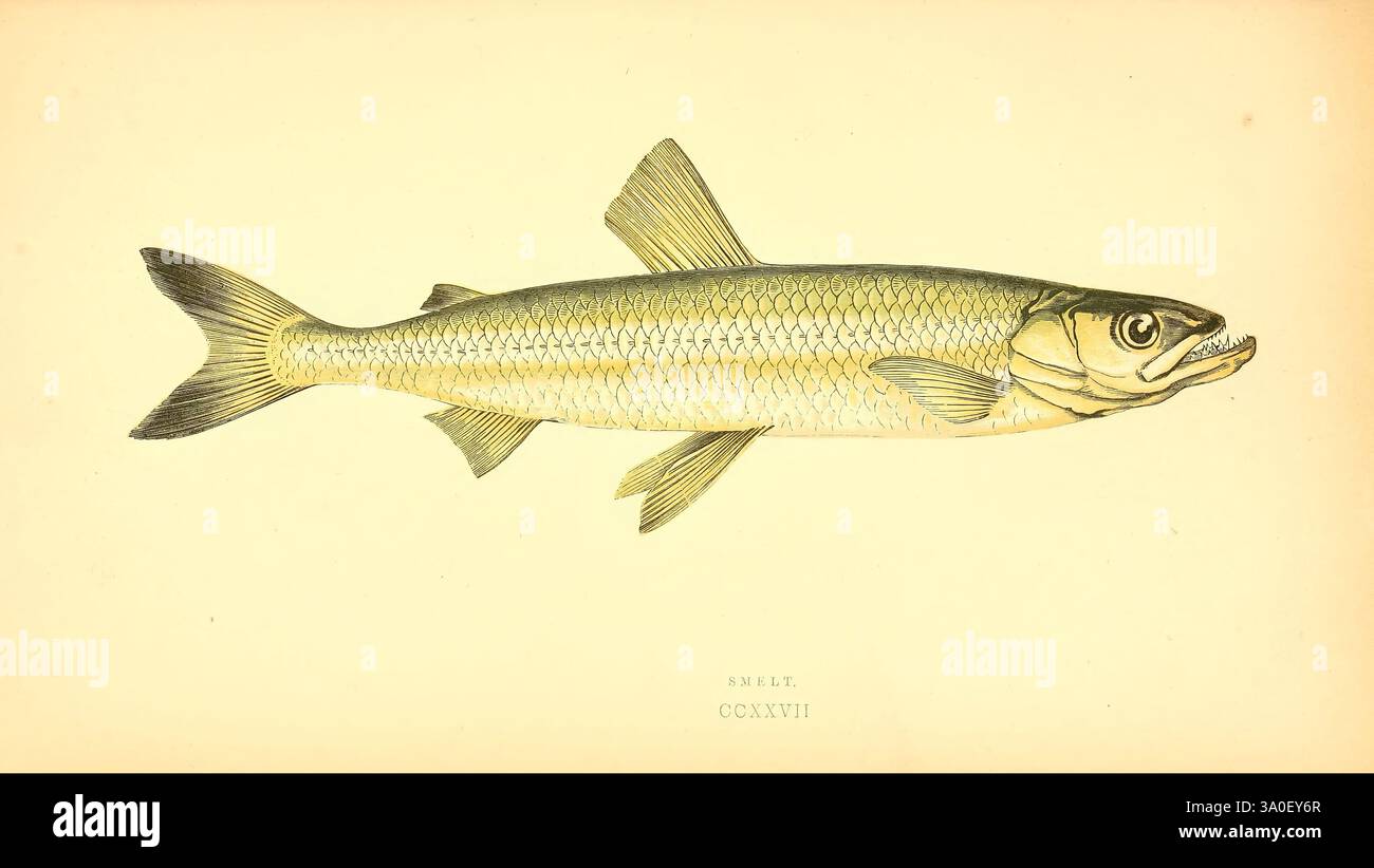 A history of the fishes of the British Islands, 1862-65, Great Britain ...