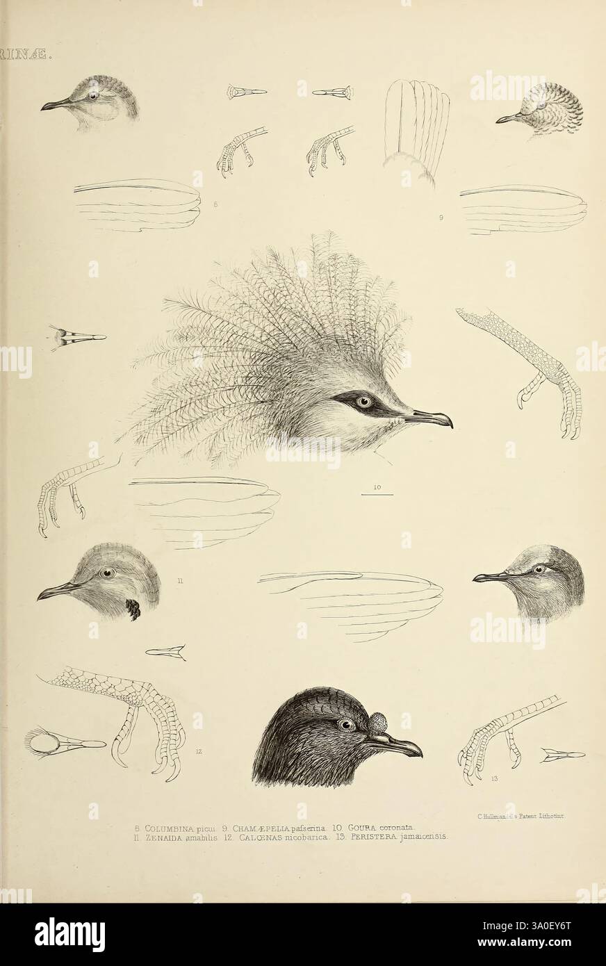 Anatomy of bird limbs hi-res stock photography and images - Alamy