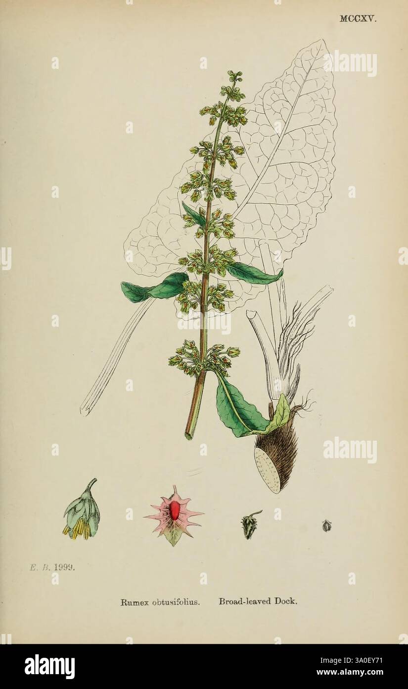 English botany Coloured figures of British plants London R. Hardwicke ...