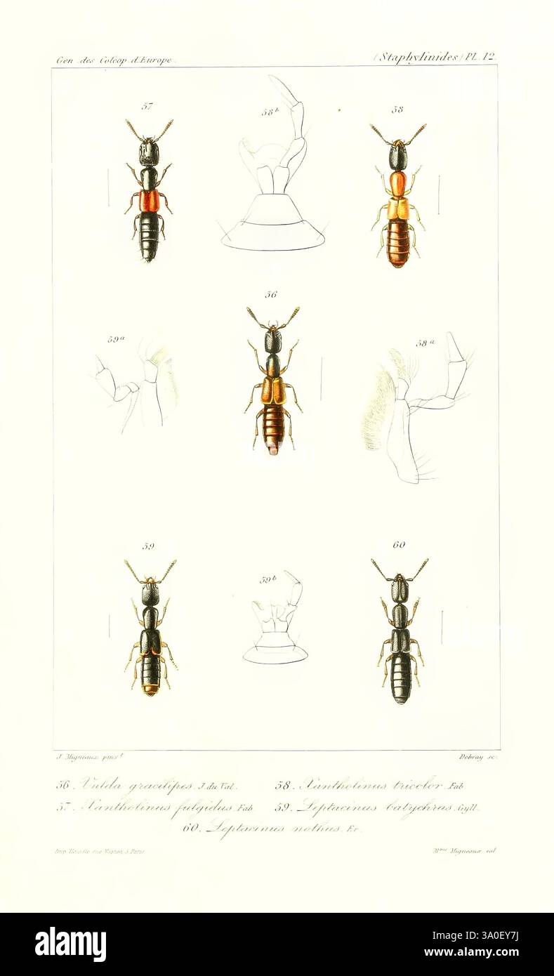 Series of detailed scientific drawings of various species of ant hi-res ...