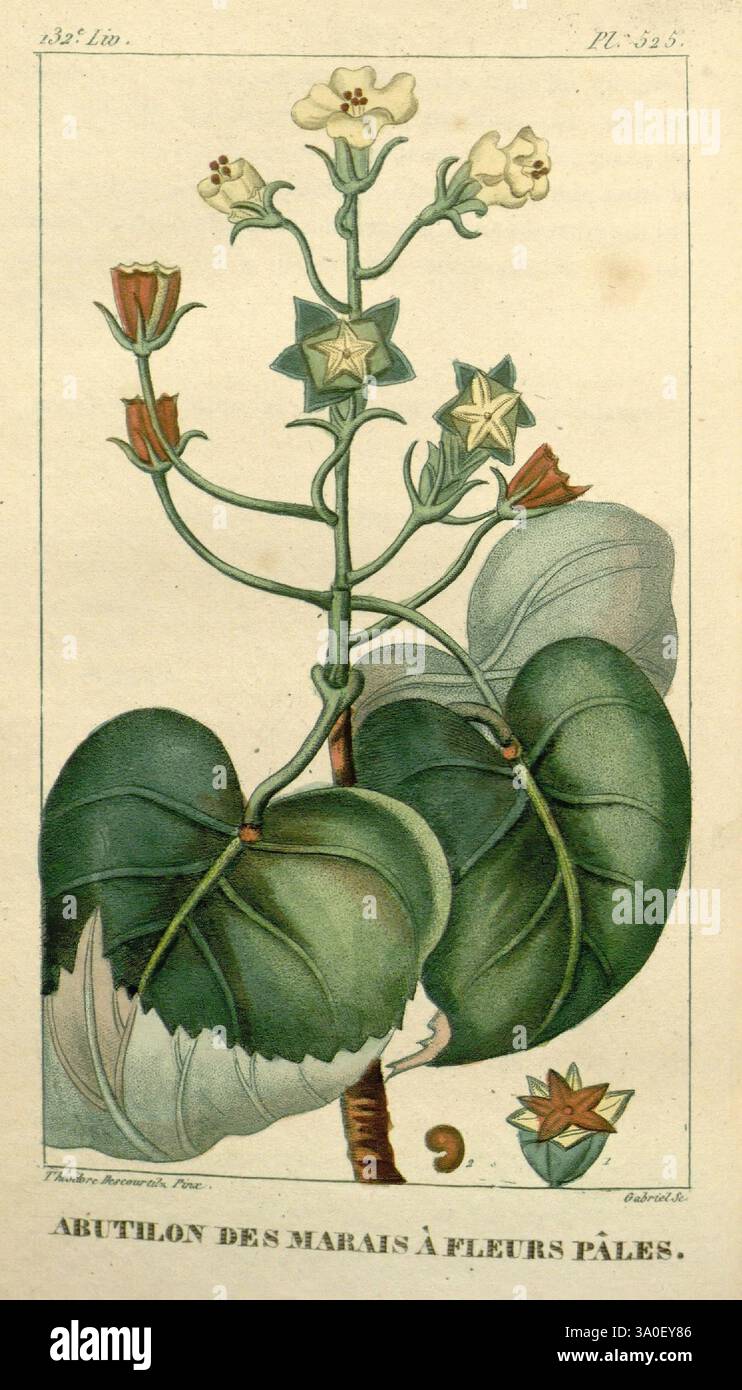Flore médicale des Antilles, ou, Traité des plantes usuelles Paris ...