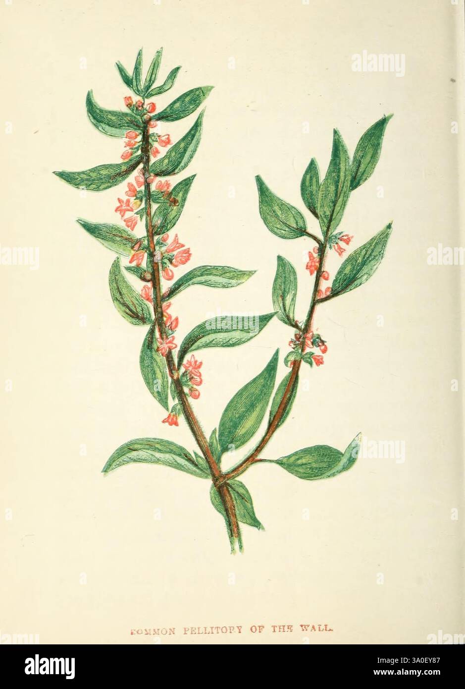 Wild Flowers, London, Pott, Young & Co, 1857, Great Britain ...