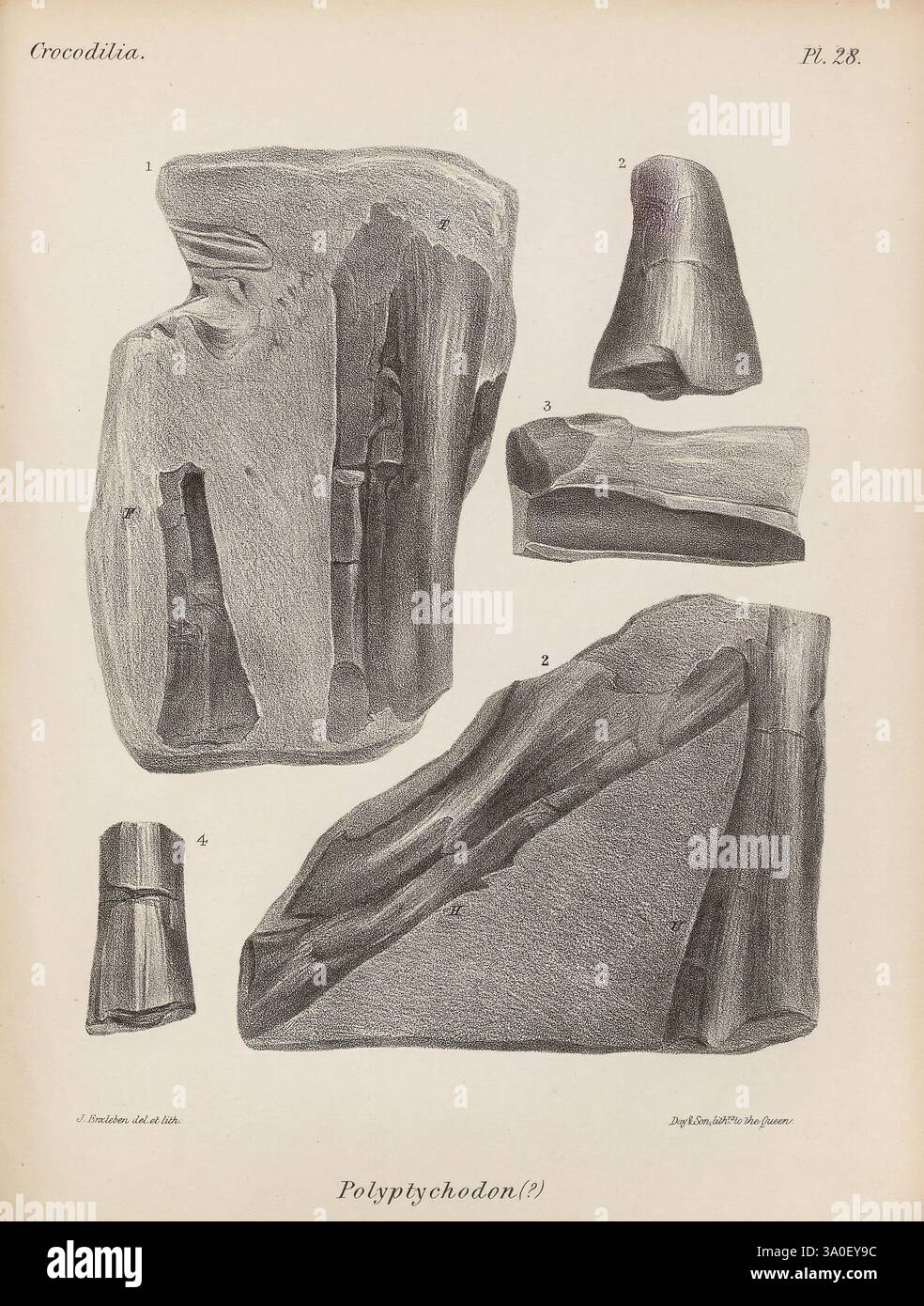 Various views of fossilized remains belonging hi-res stock photography ...