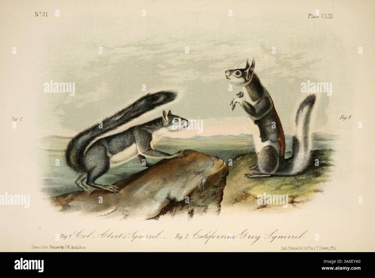 Illustration features two distinct types of squirrels hi-res stock ...