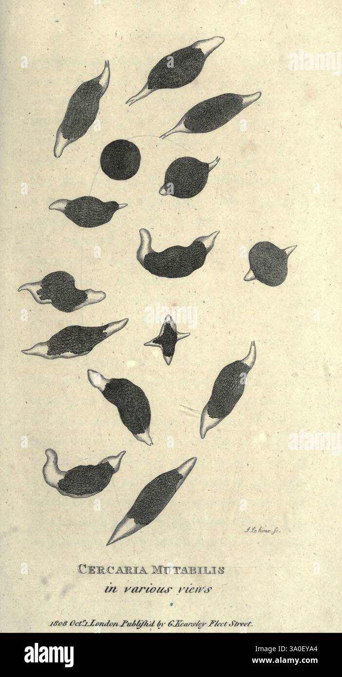 Series of detailed representations of cercaria mutabilis hi-res stock ...