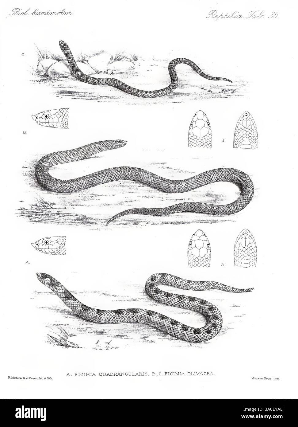 Snakes body shape hi-res stock photography and images - Alamy