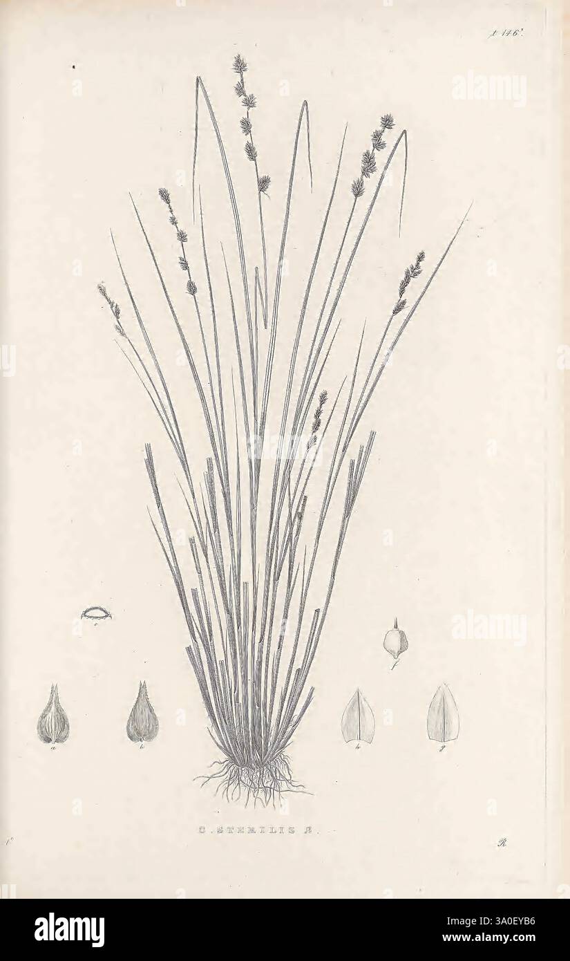 Illustrations of the genus Carex London William Pamplin 1858-1867 carex ...