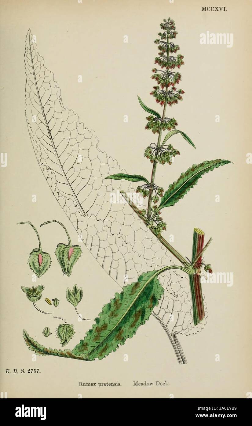 English Botany Coloured Figures British Plants London R. Hardwicke 1863 ...