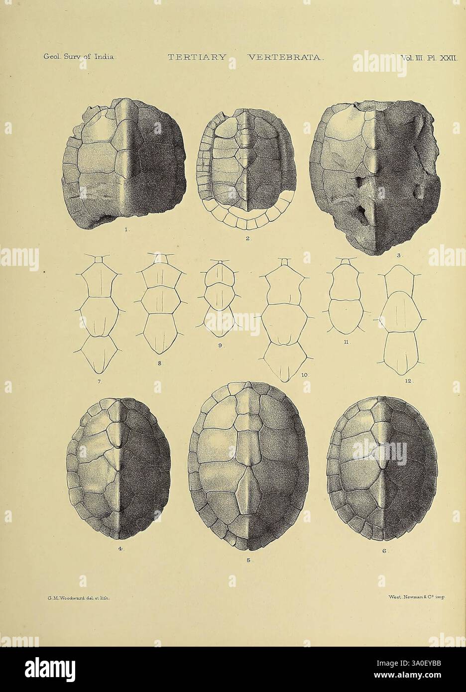 Indian, Tertiary, and, Tertiary, Vertebrata, Calcutta, Geological ...