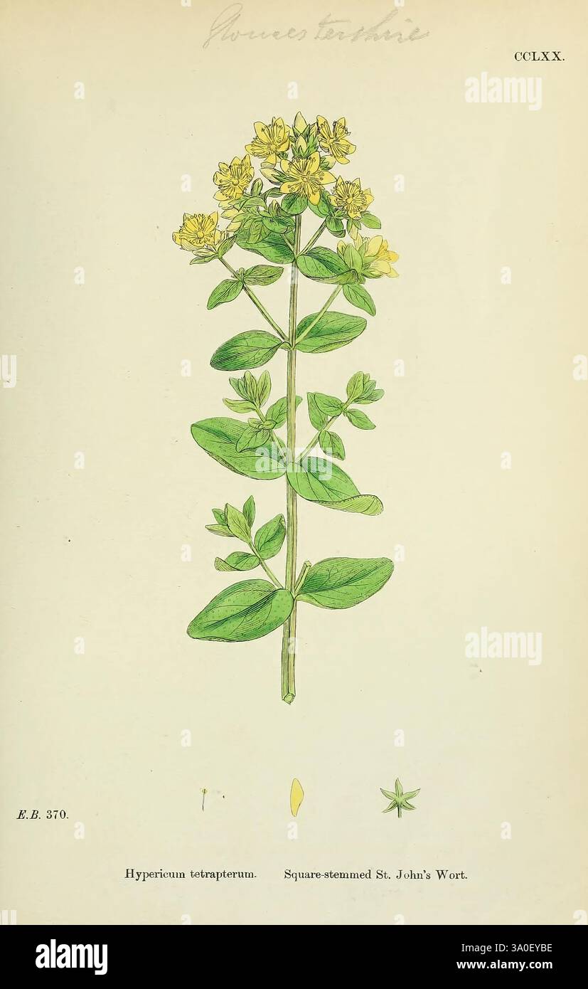 Plant hypericum tetragynum hi-res stock photography and images - Alamy