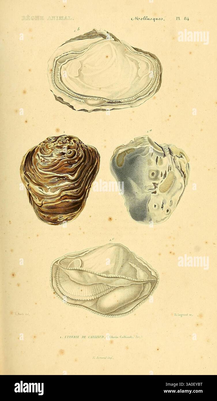 Two clam specimens hi-res stock photography and images - Alamy