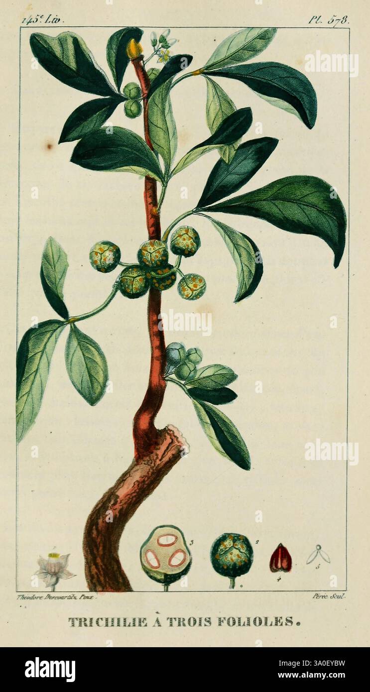 Flore pittoresque et médicale des Antilles Paris Pichard 1821-1829 ...