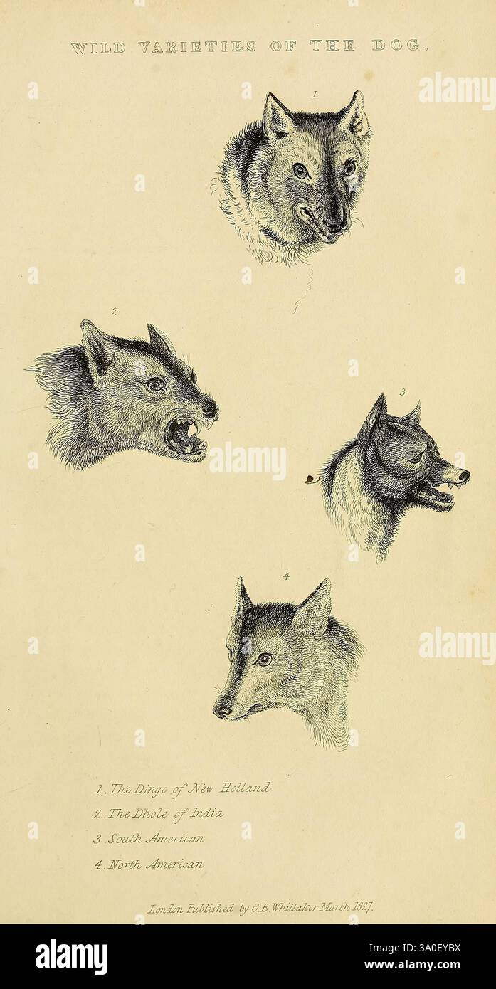 Dingo of india hi-res stock photography and images - Alamy