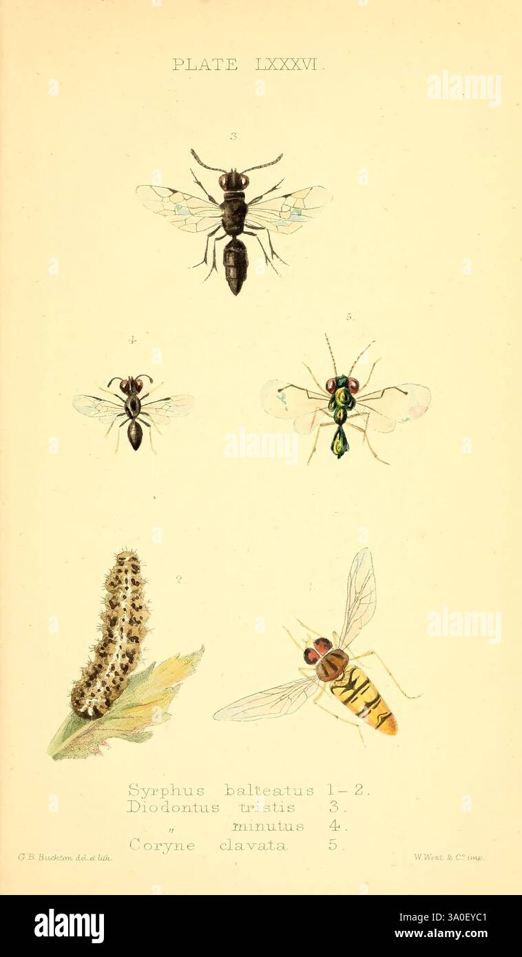 Monograph of the British aphides, London, 1876-83, aphids, Great ...