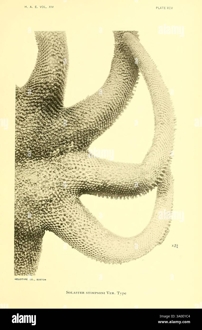 Biological adaptability hi-res stock photography and images - Alamy