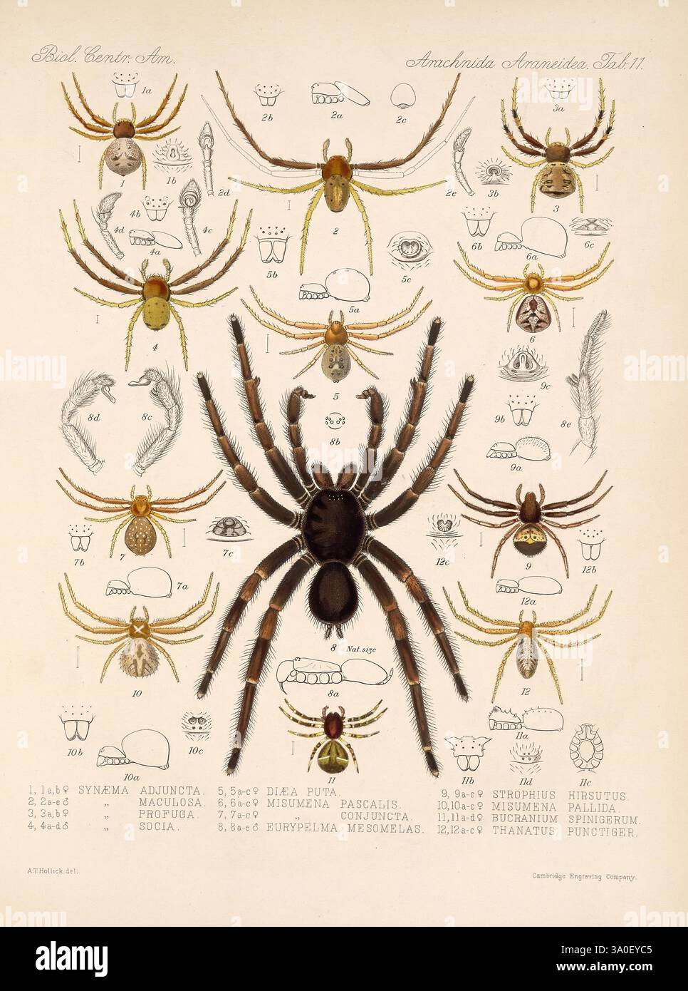 Biologia Centrali-Americana London, 1879-1915, archaeology, botany ...