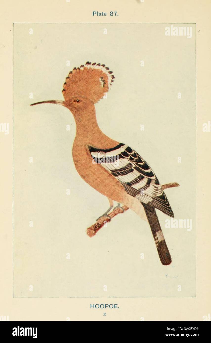 British birds & their eggs London W. & R. Chambers 1909 birds Great ...