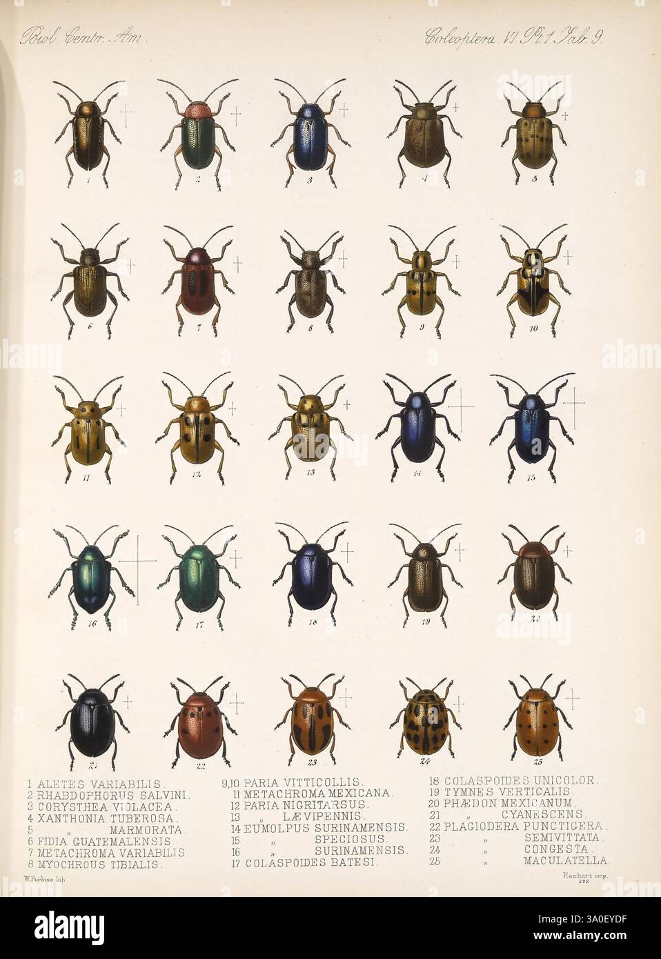 Aesthetic representation of entomological diversity hi-res stock ...