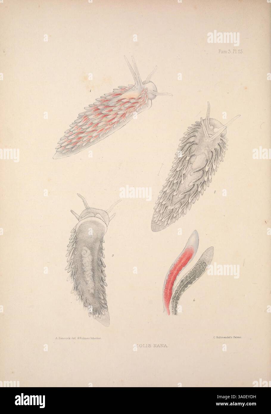 Lower left insect reveals unique markings hi-res stock photography and ...