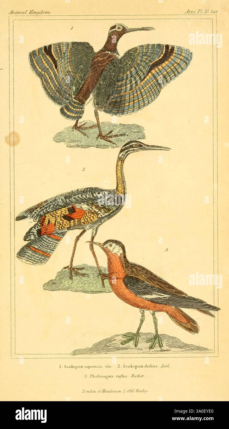 Fan tailed bird displays hi-res stock photography and images - Alamy