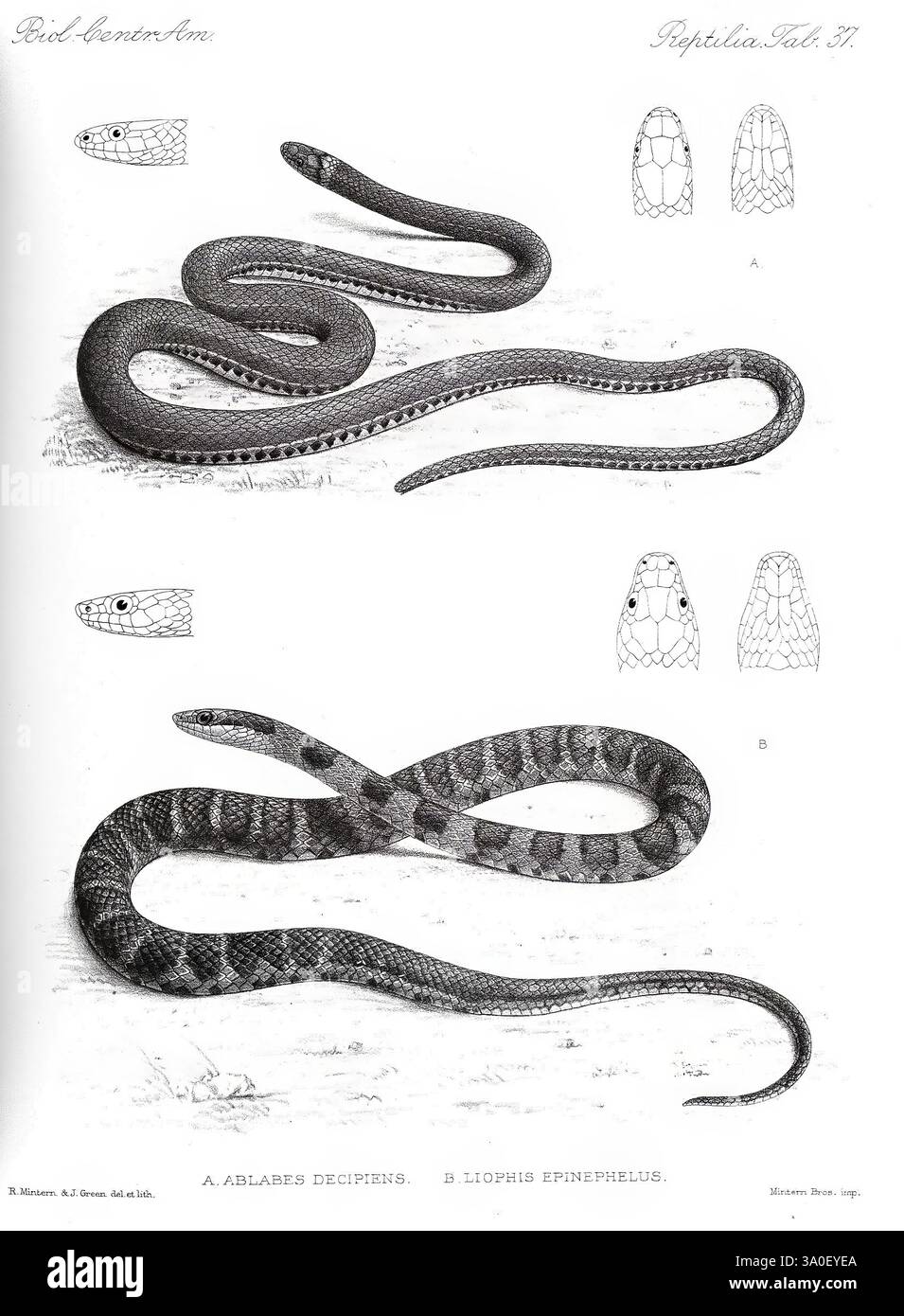 Two distinct species of snakes hi-res stock photography and images - Alamy